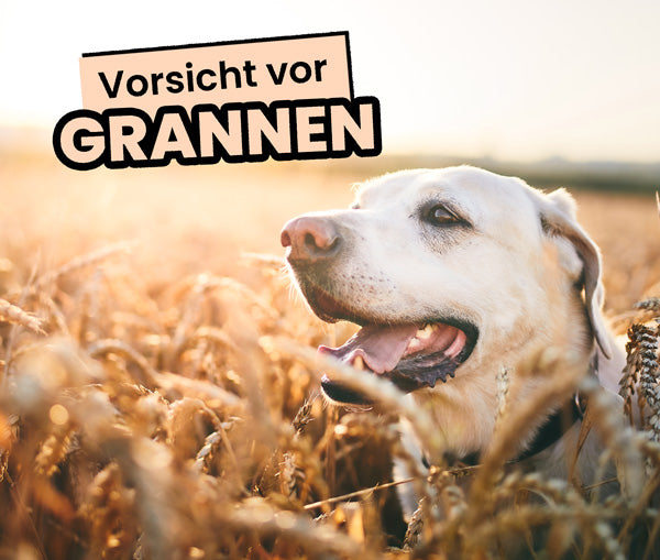 Grannen - Eine unterschätzte Gefahr – Wahre Tierliebe